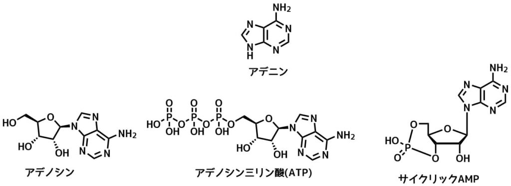 アデニンの生物学的等価体 ネットdeカガク